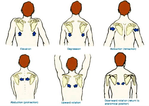 Fix Your Workout & Save Your Shoulders: Retract Your Shoulder Blades ...